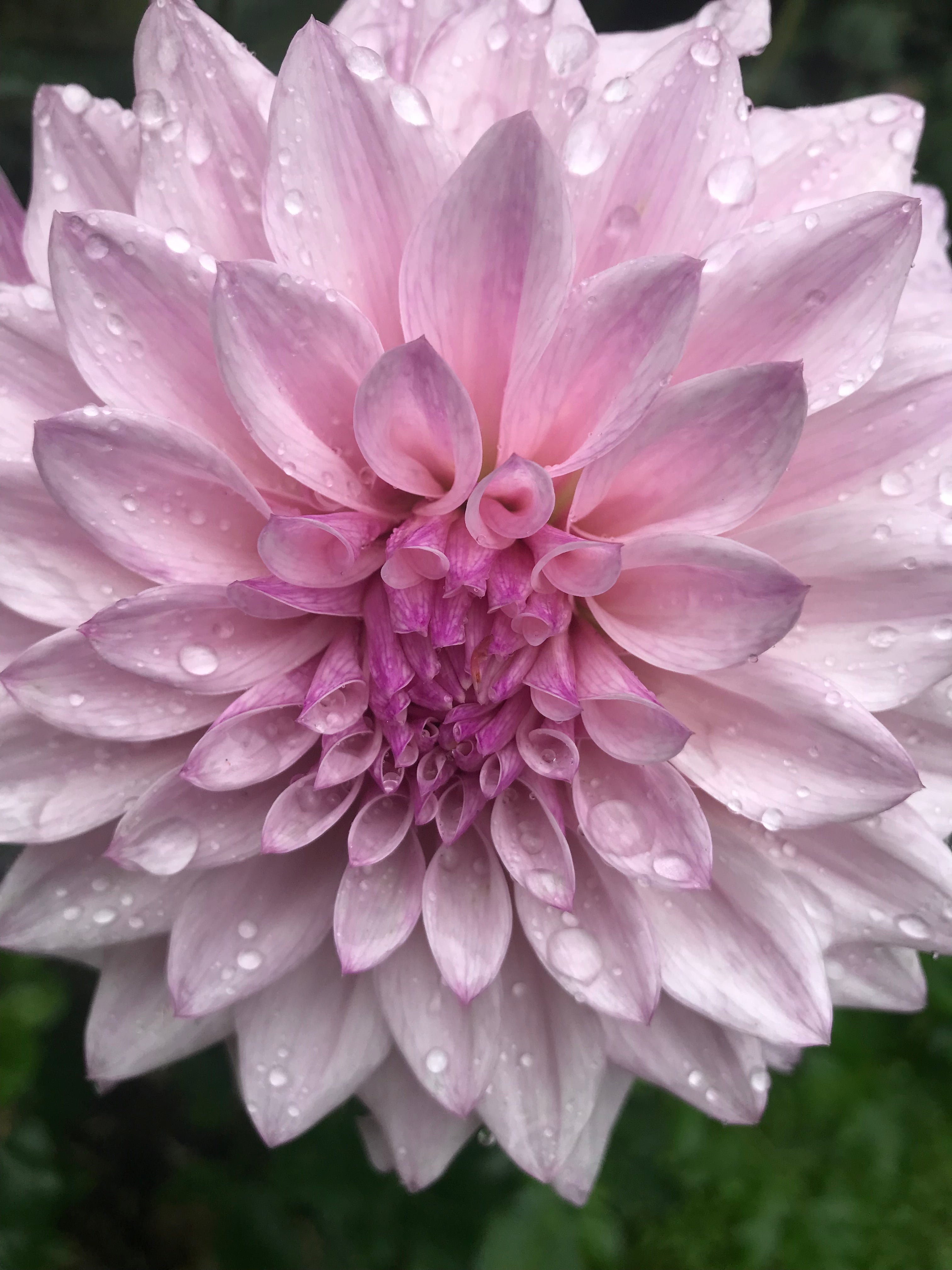 Bloomquist Compare – Cavalier Dahlias